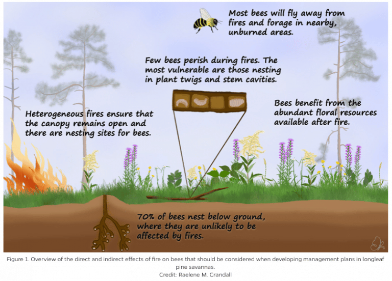 New SFE & UF/IFAS Fact Sheet Explores Bees and Fire in the Longleaf ...