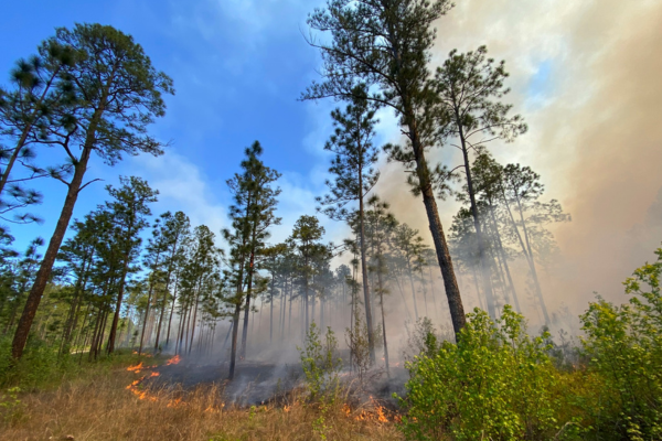 NWCG RX-310 Offered Online – Southern Fire Exchange