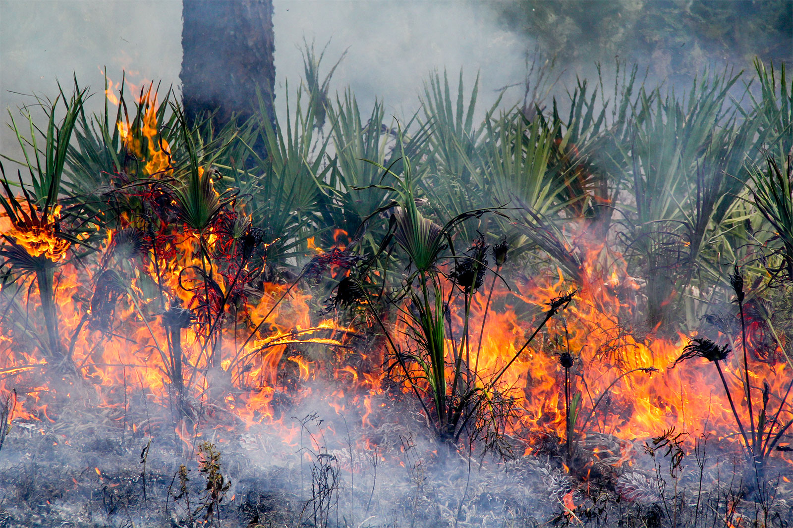 home-bu – Southern Fire Exchange
